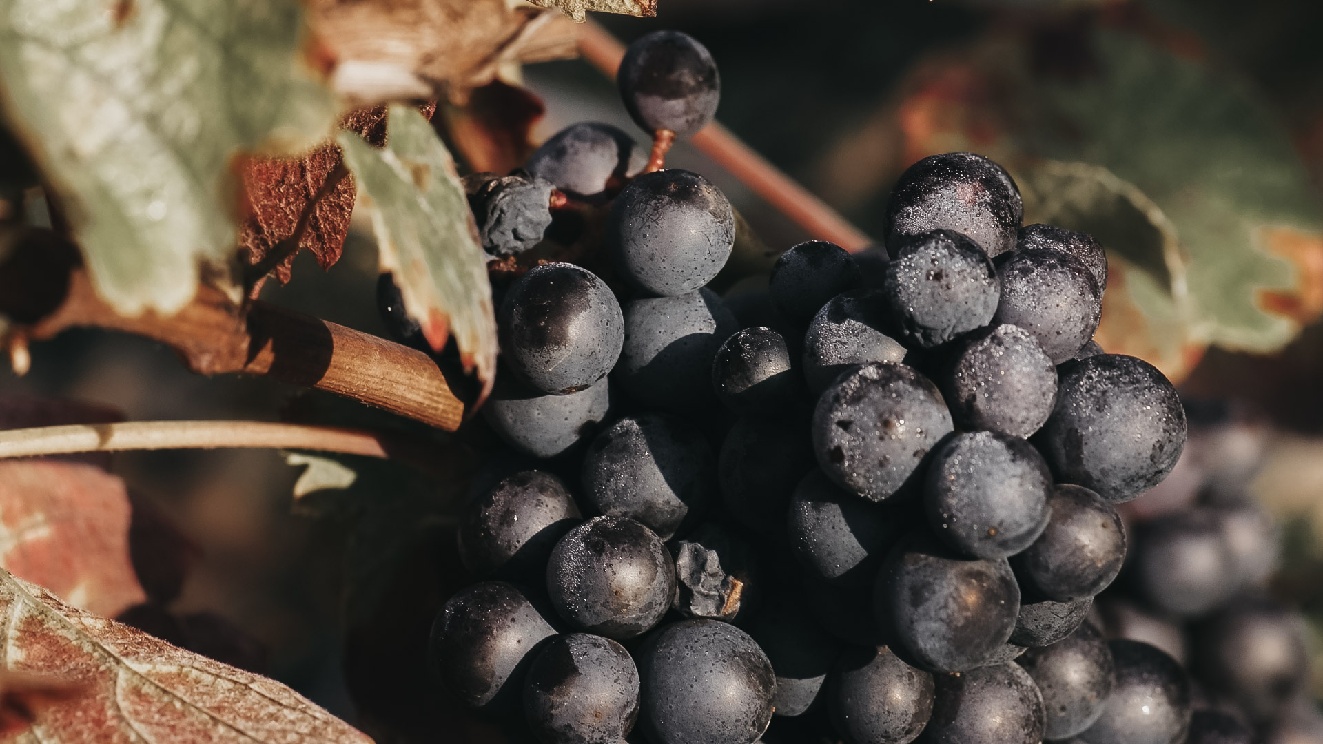 Gamay Noir: The Underdog Wine You Need to Try - Wine with Paige