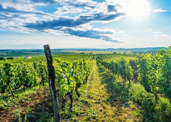 The Complete Guide to Tokaji Wine from a Local - Wine with Paige
