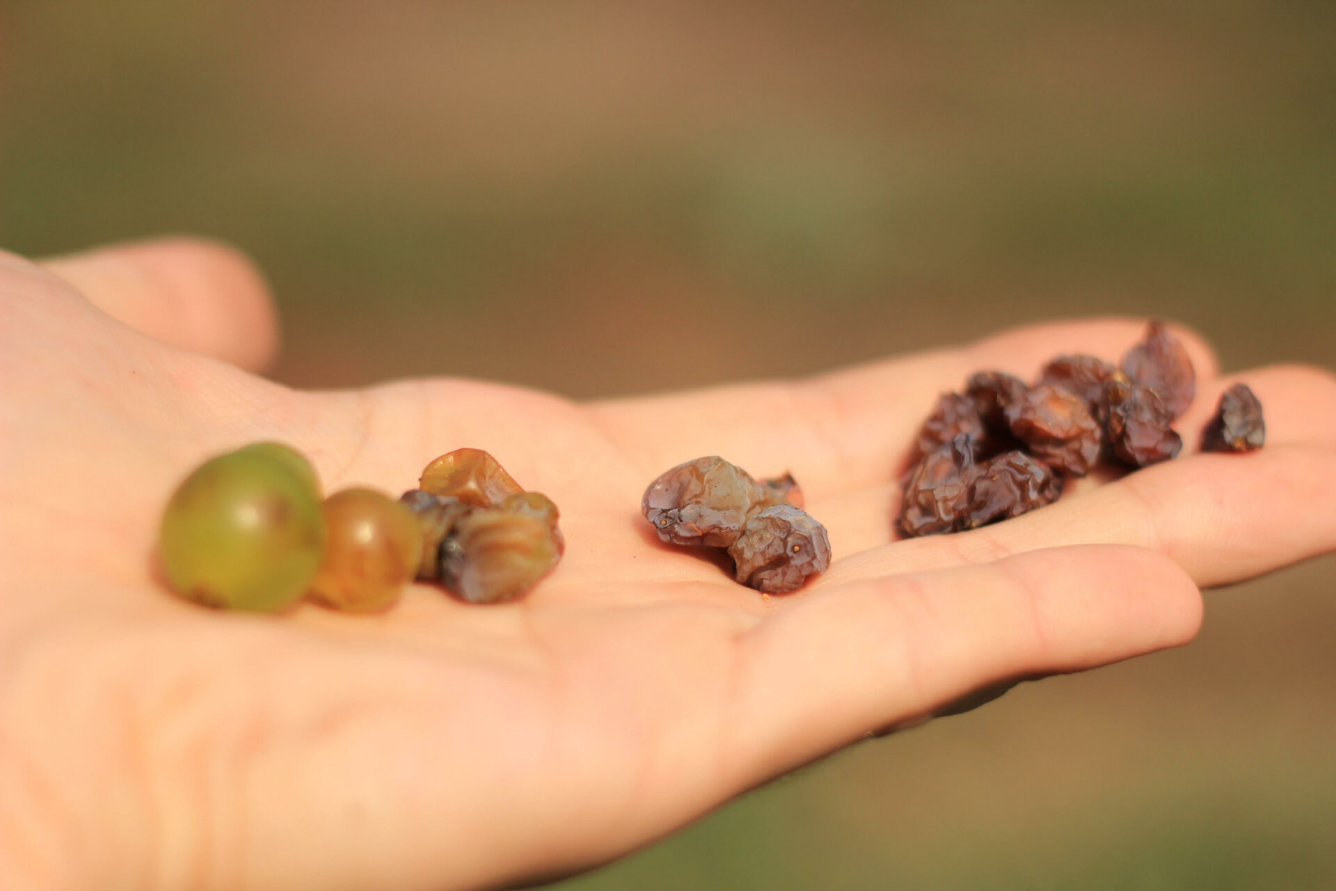 The Complete Guide to Tokaji Wine from a Local - Wine with Paige