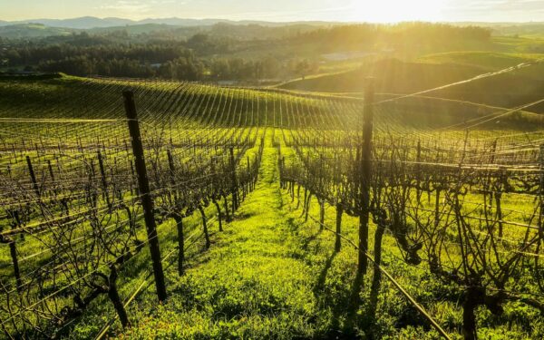 Your Guide To The Best Petaluma Wineries - Wine with Paige