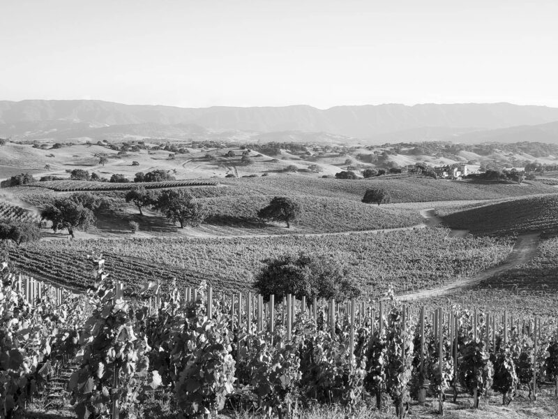 A Wine Lover’s Guide to the Best Santa Barbara Wineries - WWP