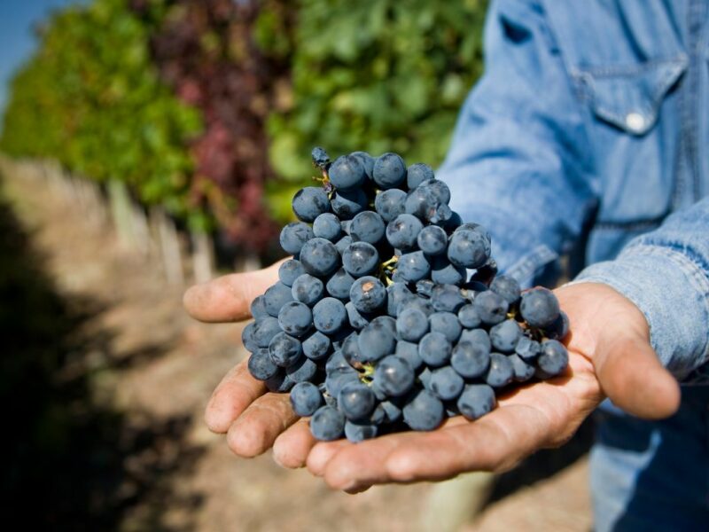 Malbec Wines 101: Your Complete Guide