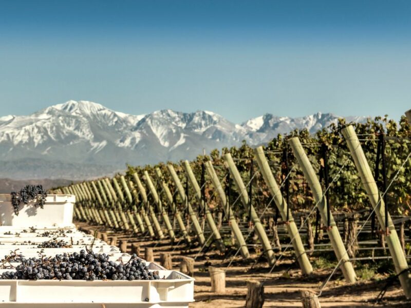 Malbec Wines 101: Your Complete Guide