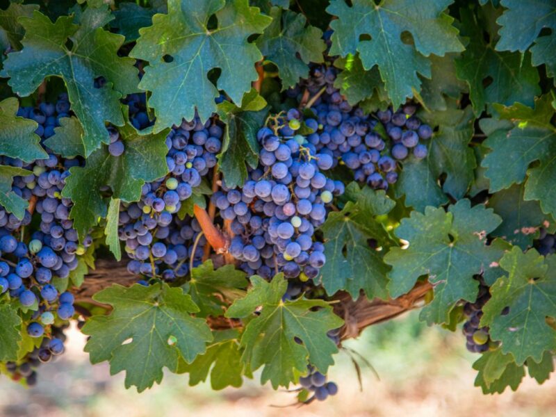 Syrah 101: Your Complete Guide - Wine with Paige