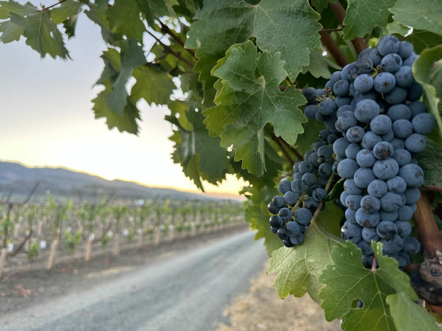 Wine Sweetness Charts: A Guide for Wine Sweetness - Wine with Paige