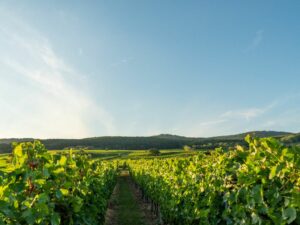 Gewürztraminer Wine 101: Your Complete Guide - Wine with Paige