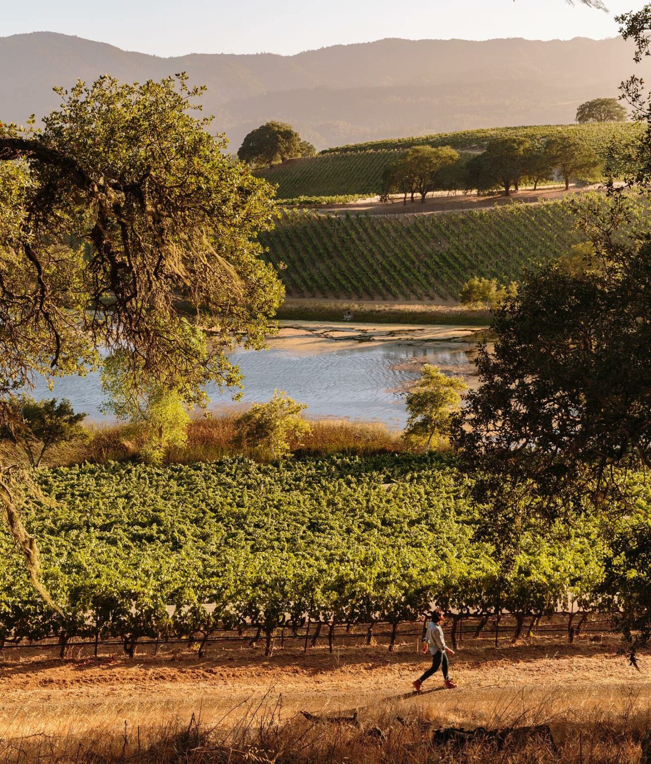 Napa Wineries with the Best Views: Scenic Spots for Wine Lovers - Wine ...