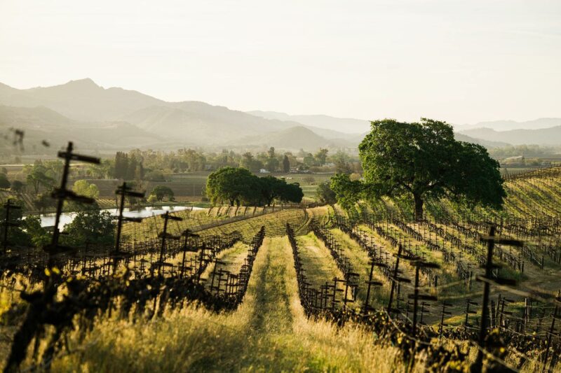 Napa Wineries with the Best Views: Scenic Spots for Wine Lovers - Wine ...